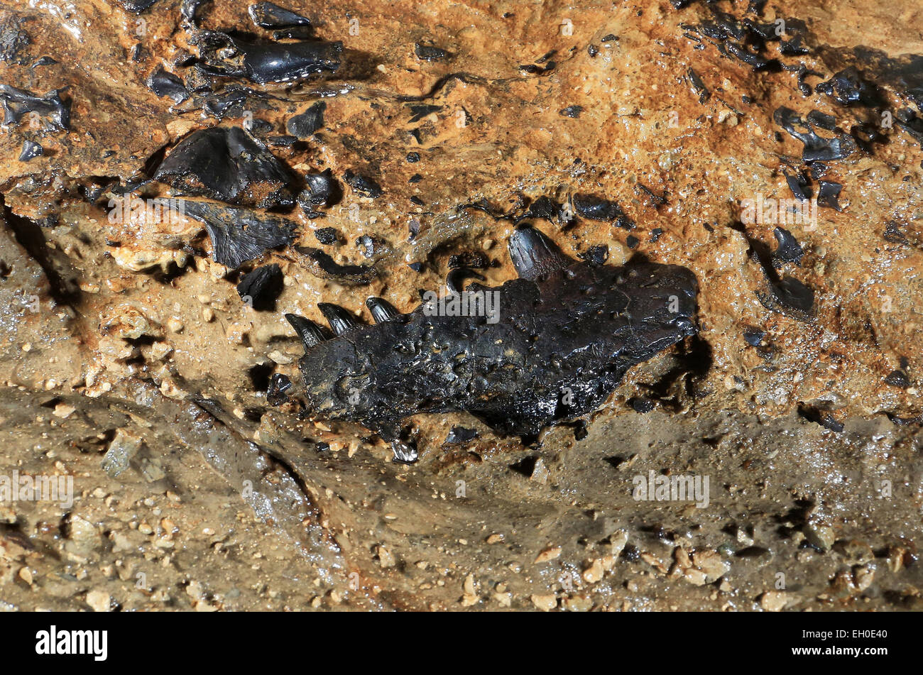 Terrestrial life forms hi-res stock photography and images - Alamy