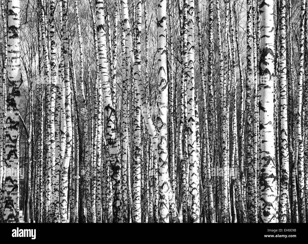 White birch trees Black and White Stock Photos & Images - Alamy