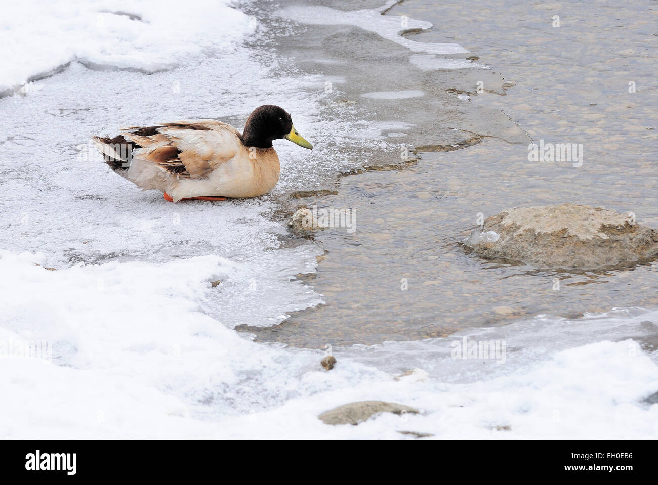 A rare Tan and Brown Mallard Duck. Anas platyrhynchos Stock Photo - Alamy