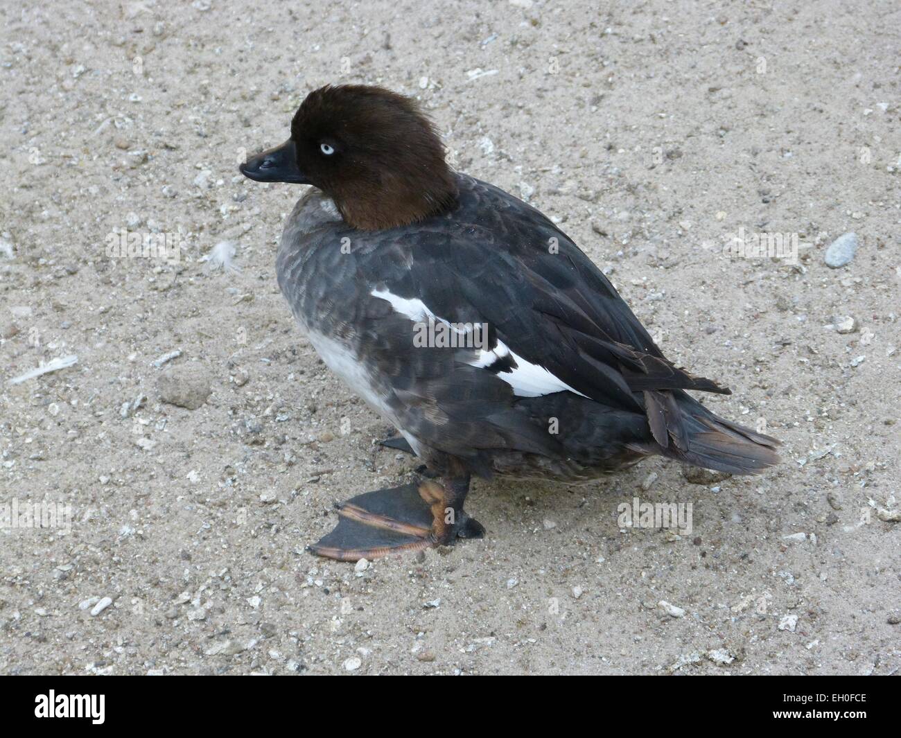 Black Duckling High Resolution Stock Photography and Images - Alamy