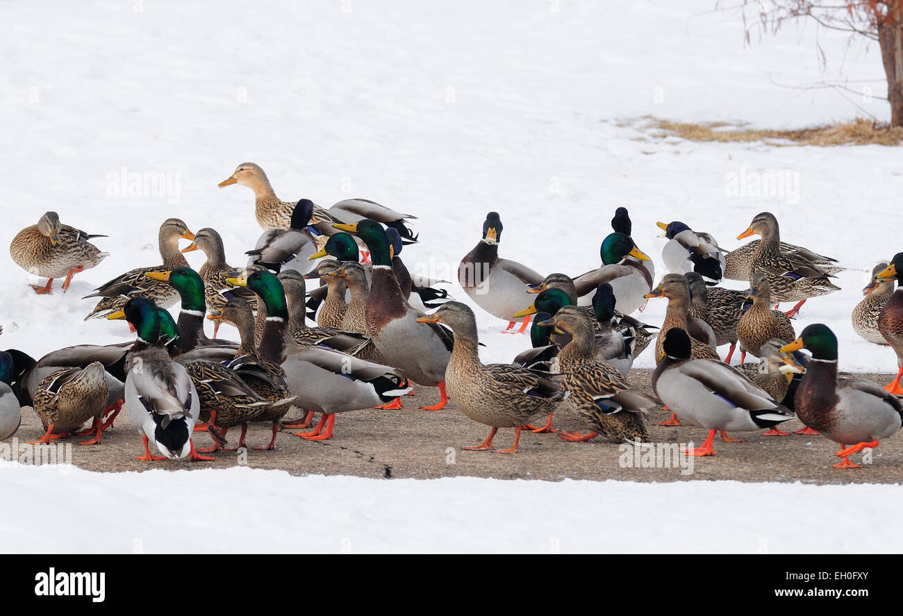 Large group of mallard ducks hi-res stock photography and images - Alamy