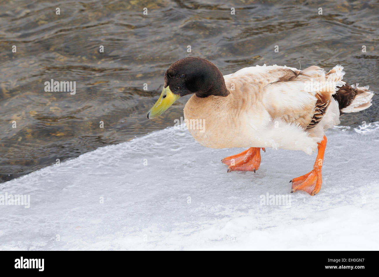 A rare Tan and Brown Mallard Duck. Anas platyrhynchos Stock Photo - Alamy