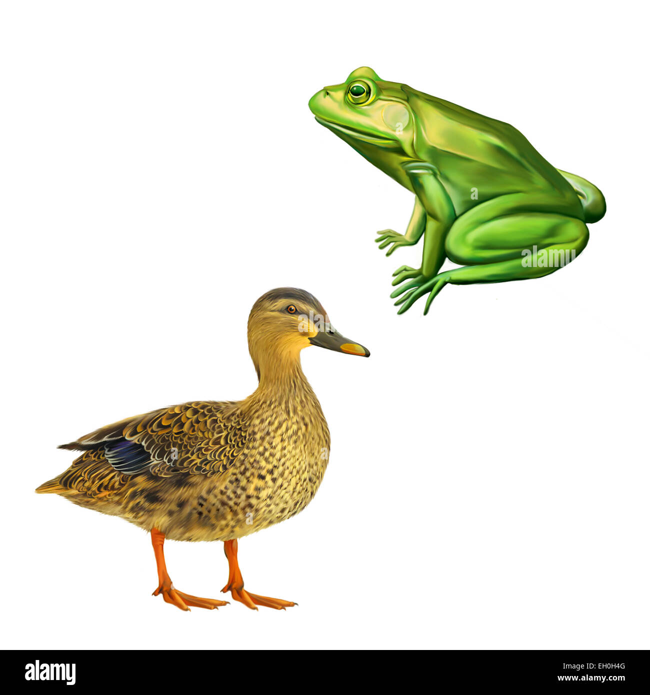 Female duck sitting Cut Out Stock Images & Pictures - Alamy