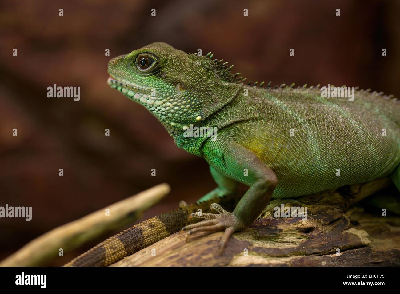 Leguan lizard hi-res stock photography and images - Alamy