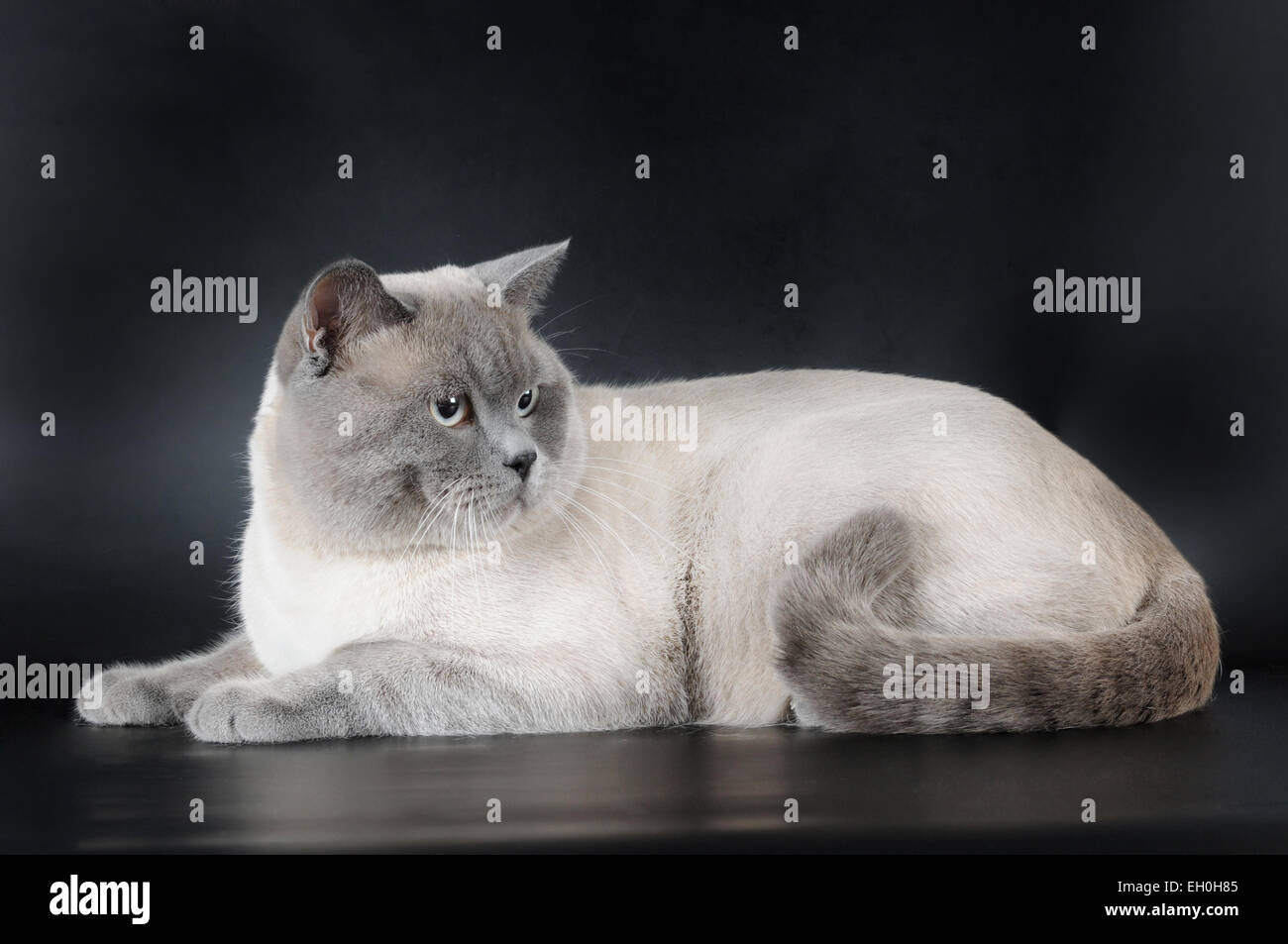 Scottish straight cat point color lying on black background Stock Photo ...