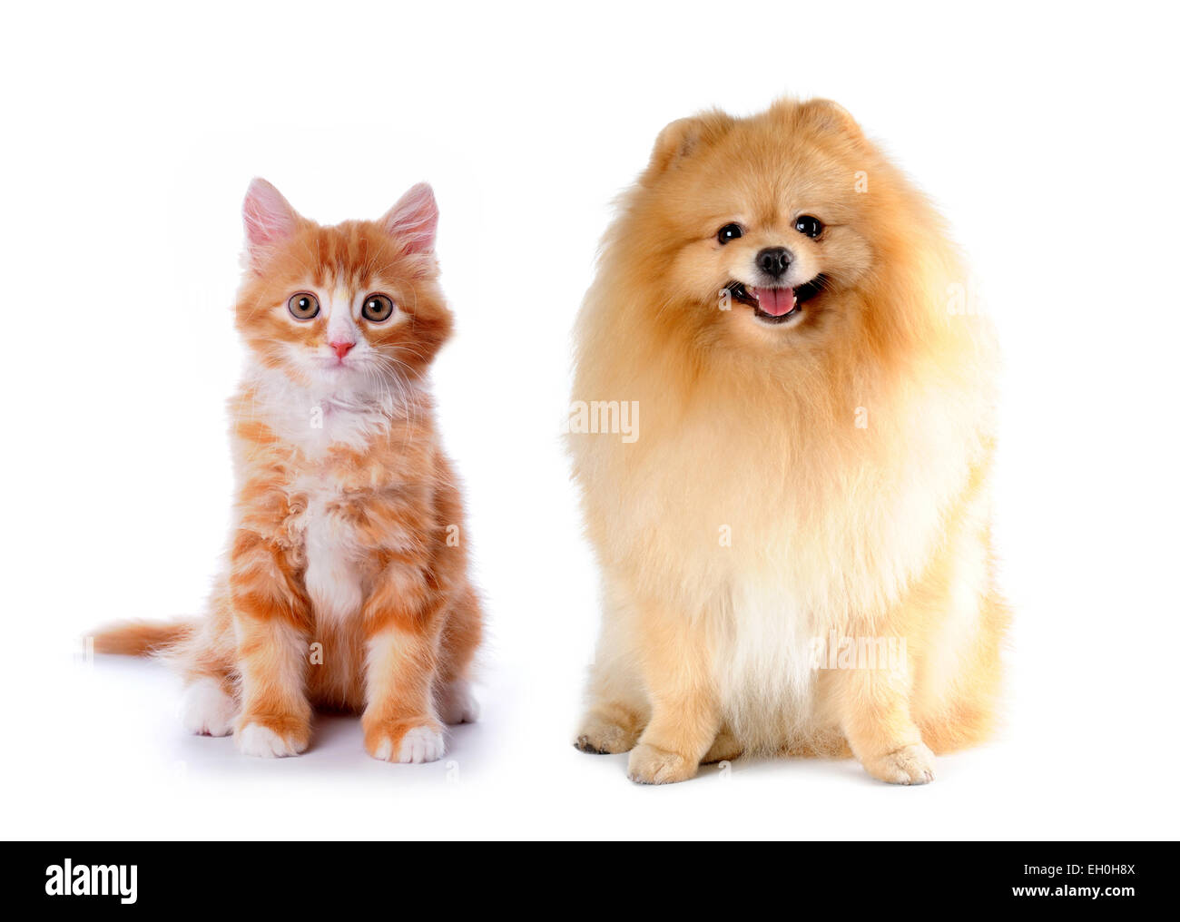 Cat and dog red color sitting isolated on white background Stock Photo ...