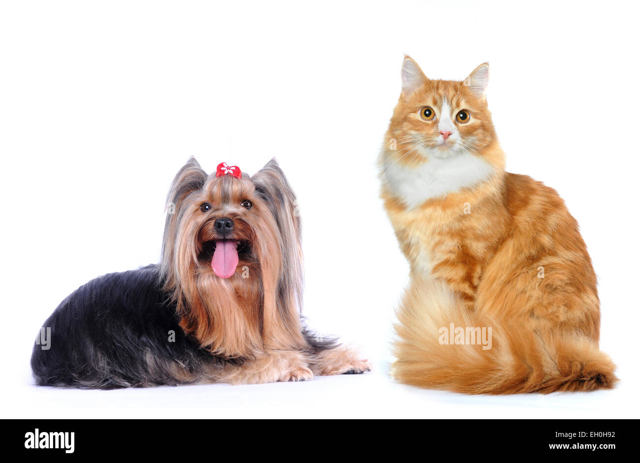 Fluffy mixed breed cat sits isolated on white Stock Photo - Alamy