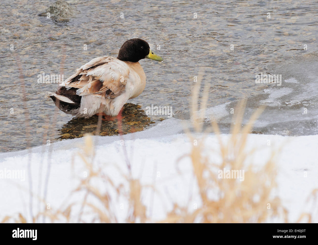 A rare Tan and Brown Mallard Duck. Anas platyrhynchos Stock Photo - Alamy