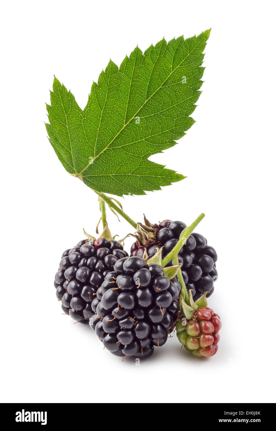 Black raspberry fruits hi-res stock photography and images - Alamy