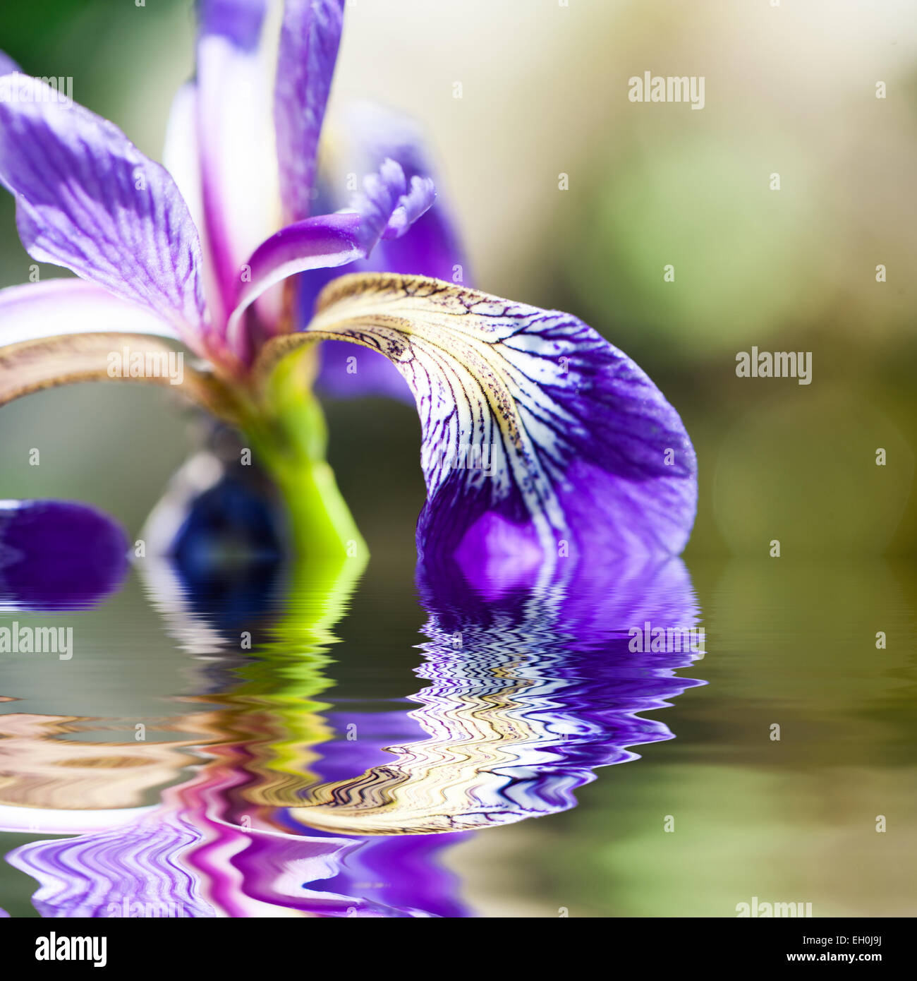 Iris blossom with water reflection Stock Photo - Alamy