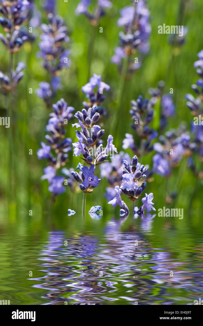 Real Lavender Lavandula Angustifolia High Resolution Stock Photography ...