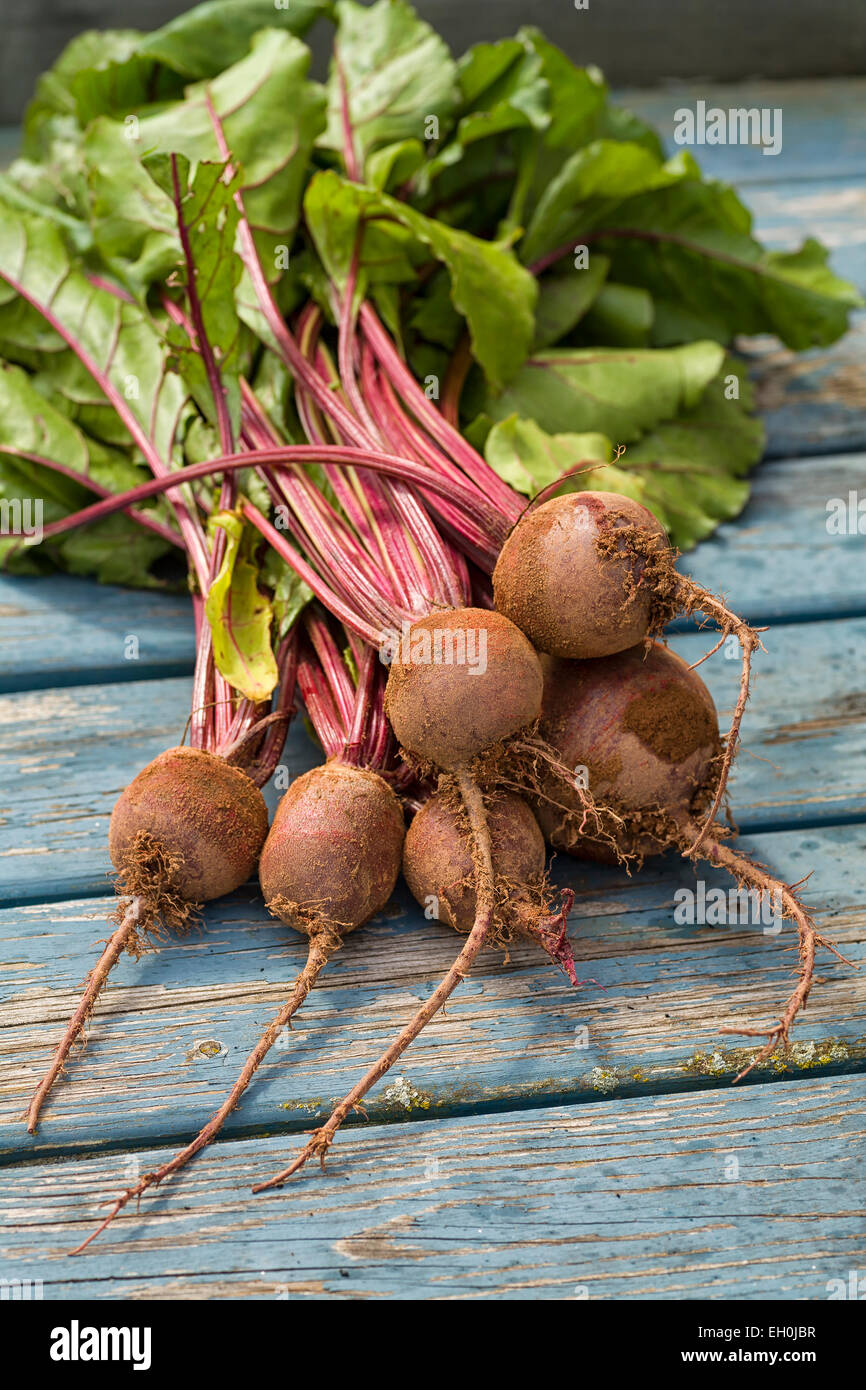 Bunch of freshly harvested beets Stock Photo - Alamy