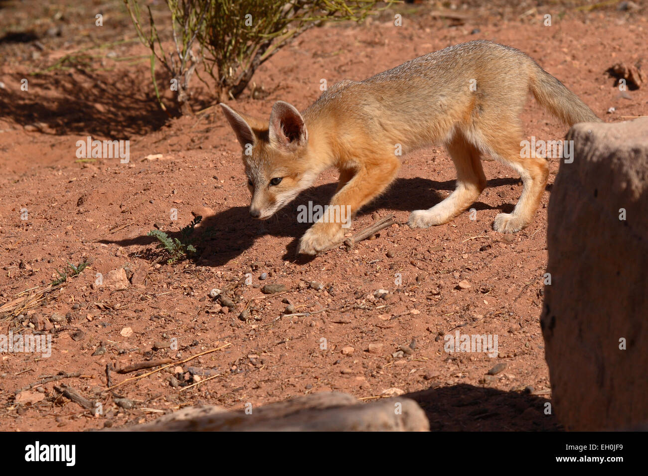 A Kit Fox exploring the area outside of its den Stock Photo - Alamy