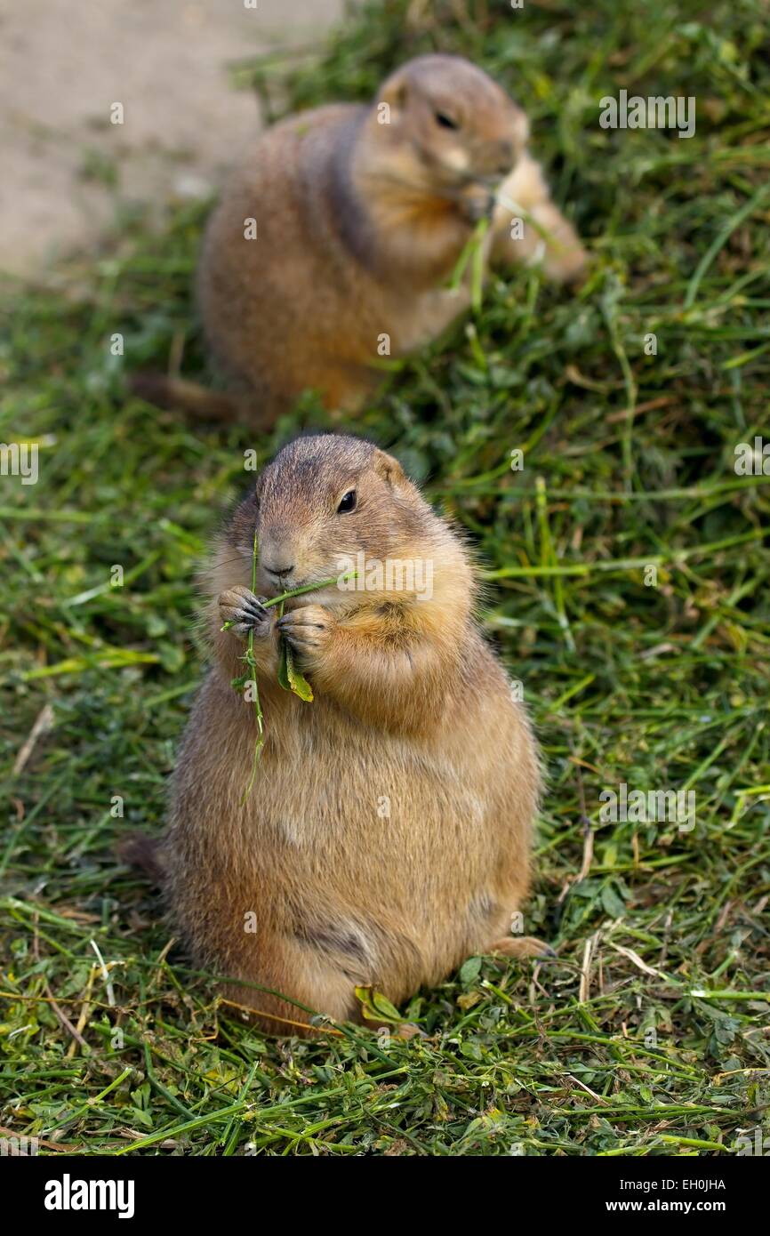 Prarie dogs hi-res stock photography and images - Alamy