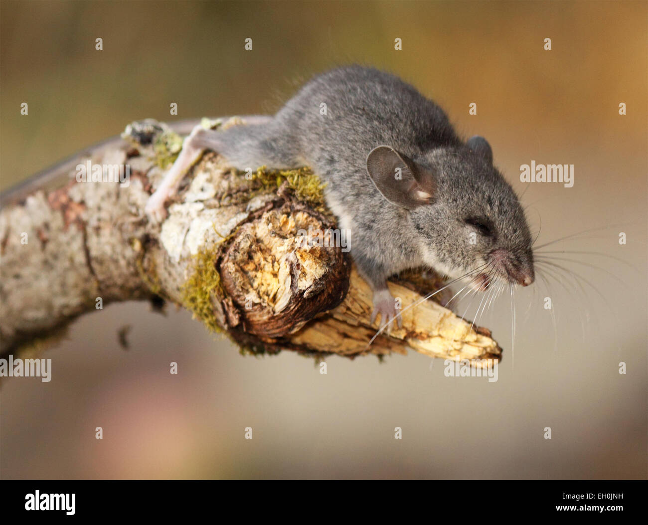 Jumping mouse hi-res stock photography and images - Alamy