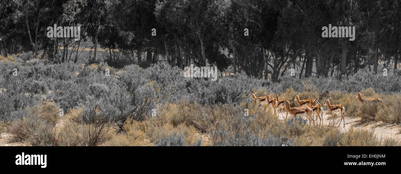 Black springbok hi-res stock photography and images - Alamy