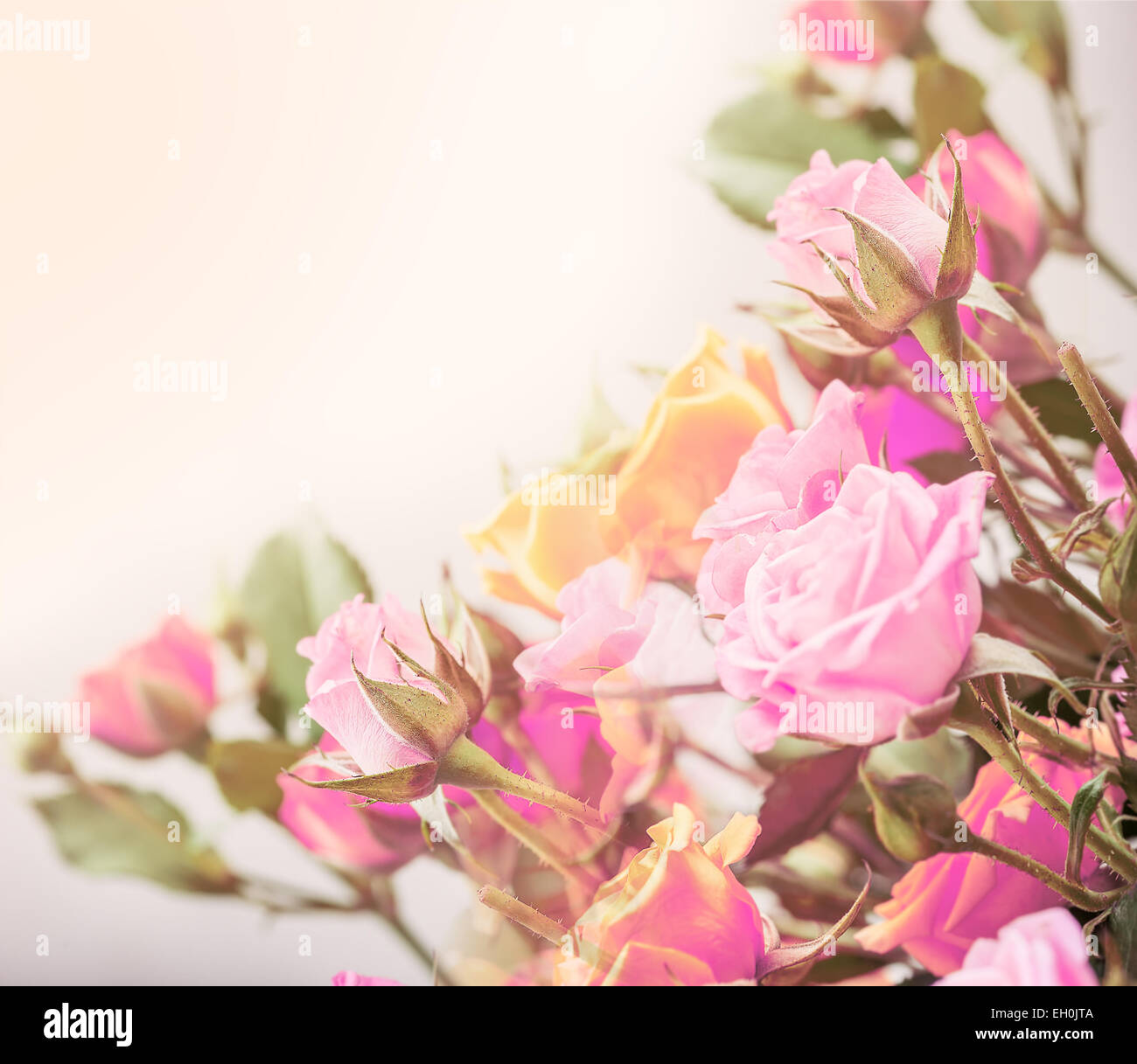 roses on tender background with color filters Stock Photo - Alamy