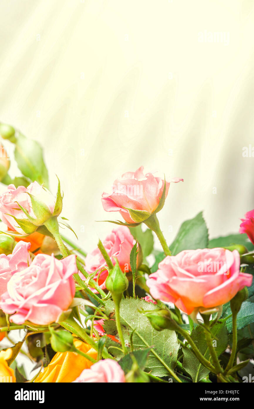 Beautiful spring flowers - pink roses Stock Photo - Alamy
