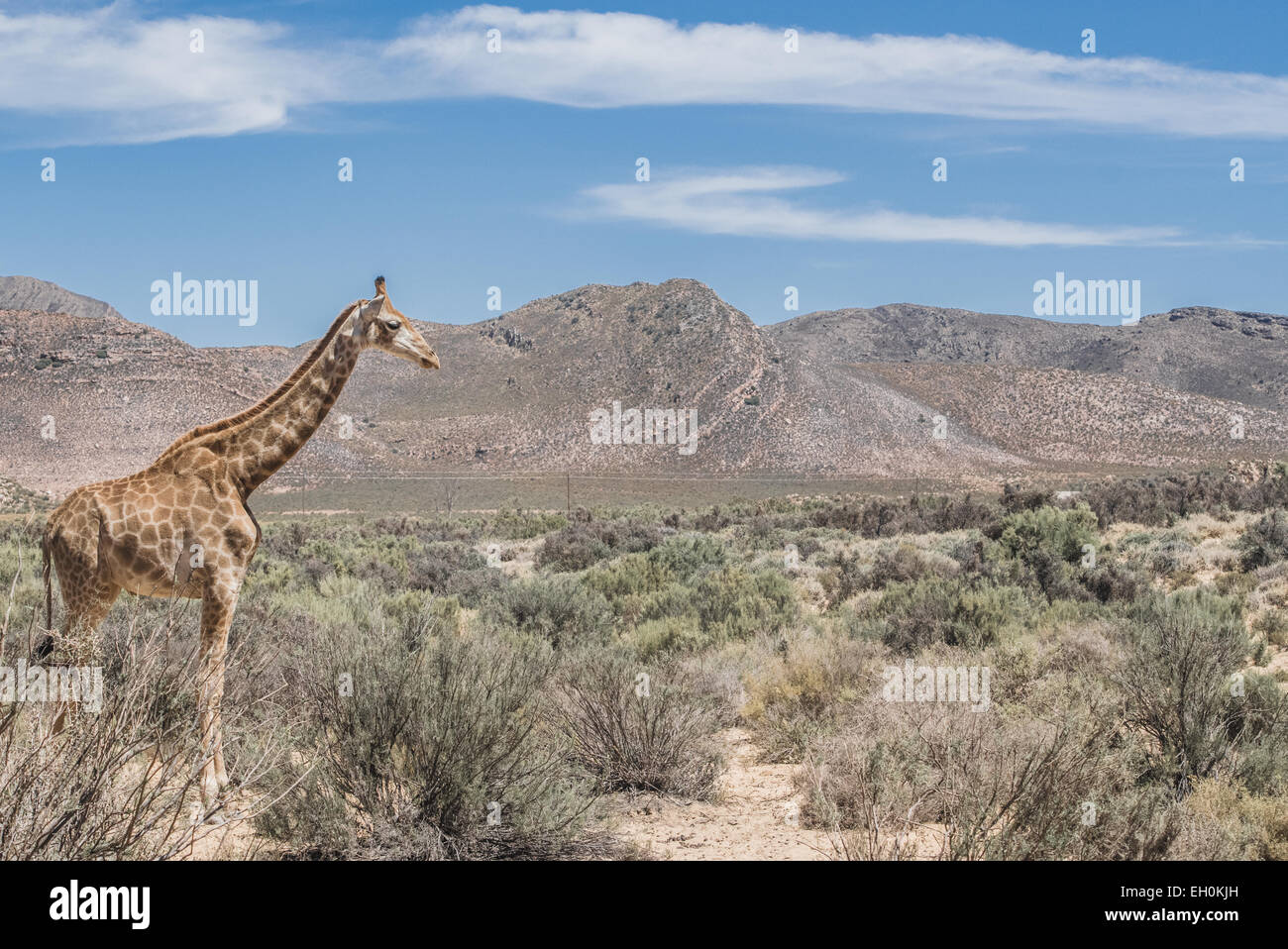 A Giraffe Looks Over the Plains Stock Photo - Alamy