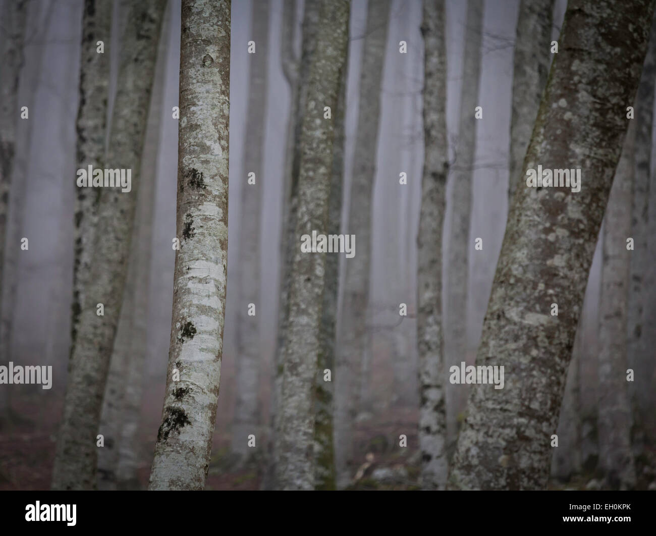 Slim trees hi-res stock photography and images - Alamy