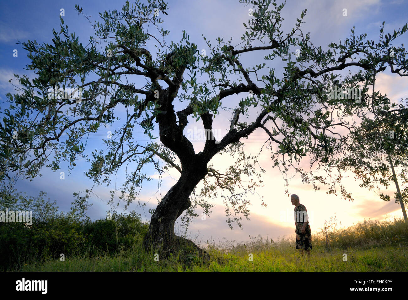 An 102 year old woman standing next to an 100 year old olive tree ...