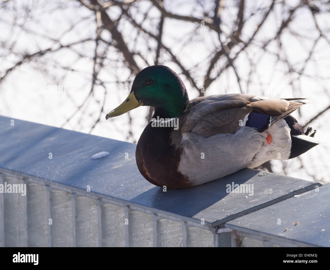 Duck ramp hi-res stock photography and images - Alamy