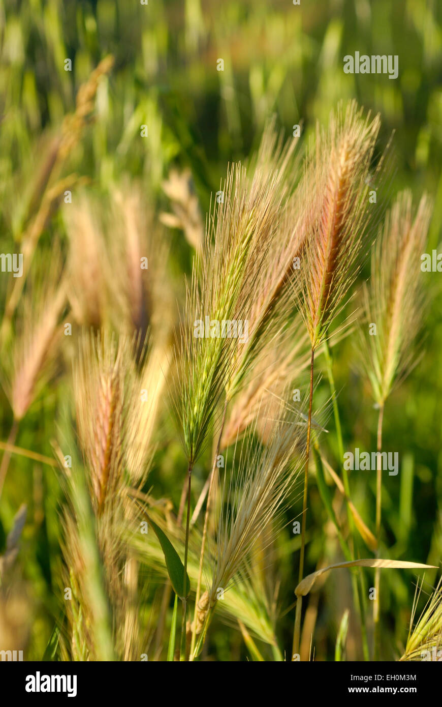 Spring wheat hi-res stock photography and images - Alamy