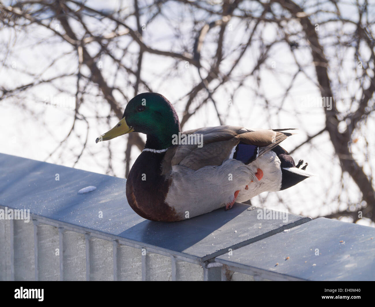 Duck sitting on a ramp Stock Photo - Alamy