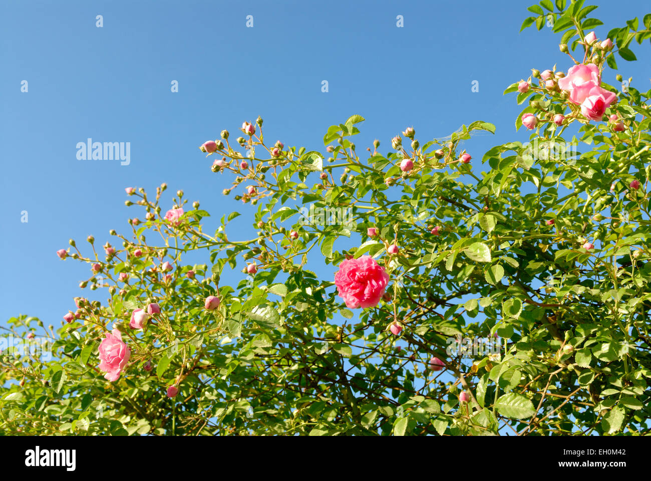Pink roses flowers tuscany italy hi-res stock photography and images ...