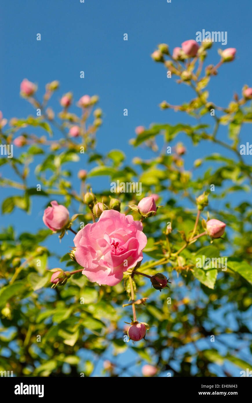 Pink rose bush in bloom, with buds, Tuscany, Italy Stock Photo - Alamy