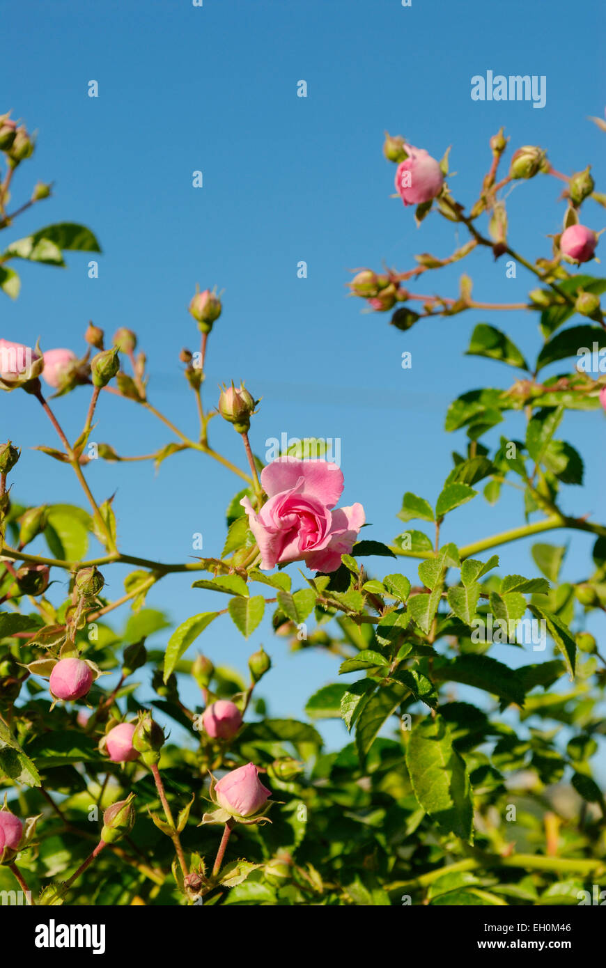 Pink roses flowers tuscany italy hi-res stock photography and images ...