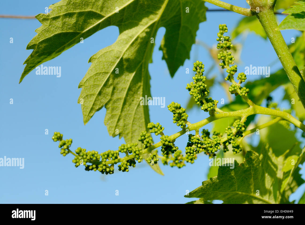 Cluster of grape buds on vine in spring, shortly before flowering Stock ...