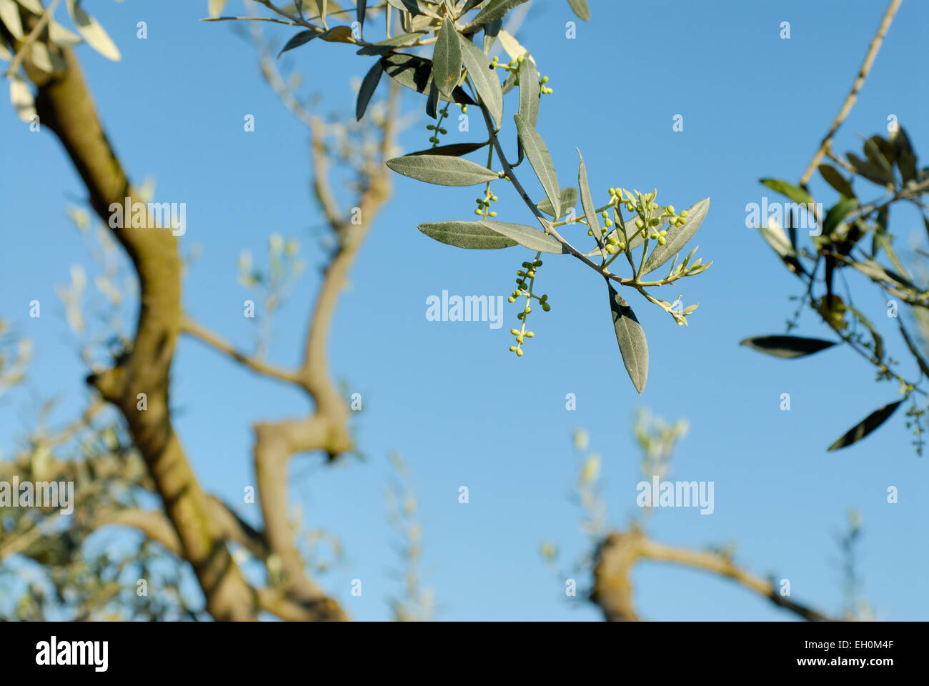 Olive buds on a olive tree in early spring, Tuscany, Italy Stock Photo ...