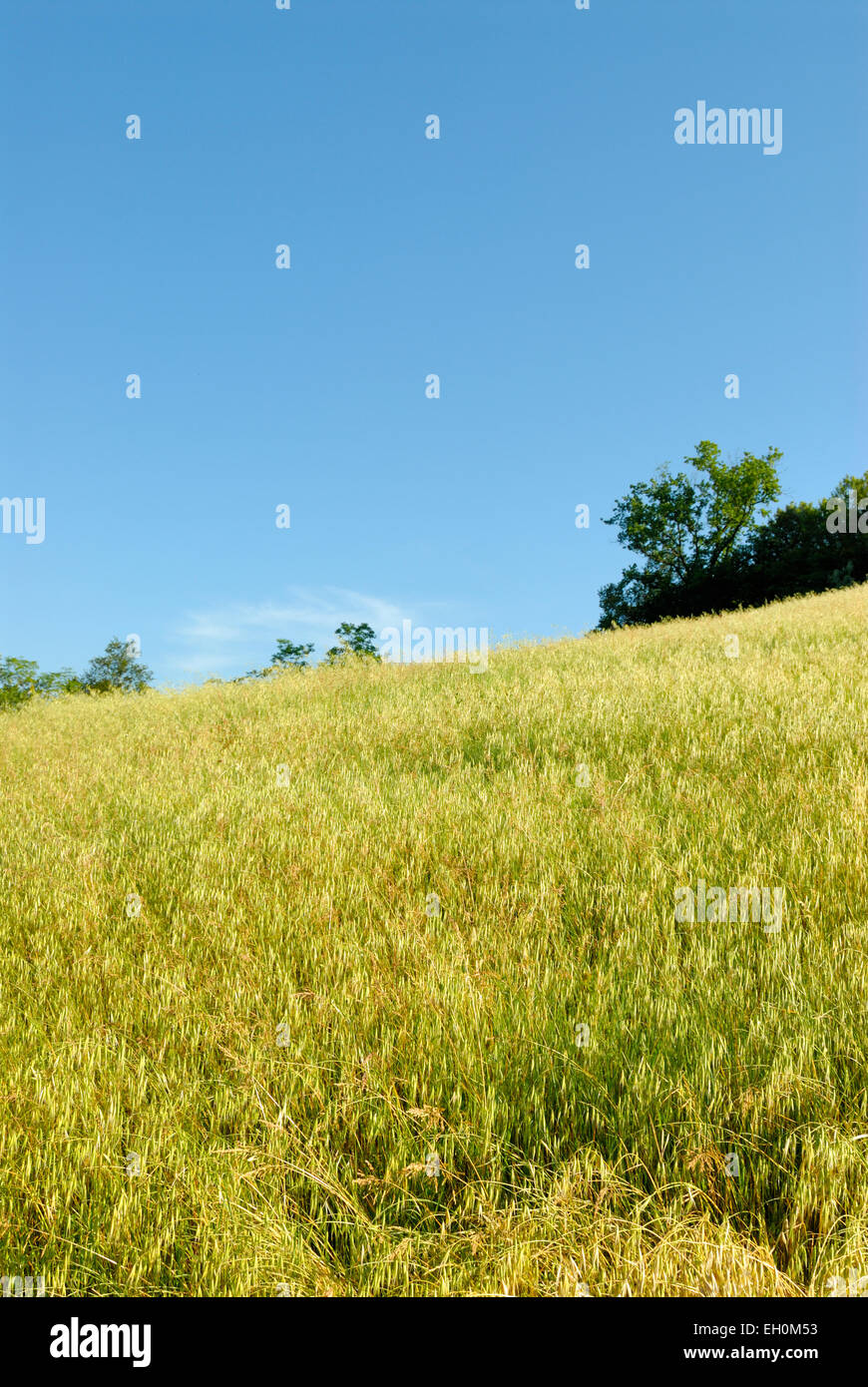 Oatfield hi-res stock photography and images - Alamy