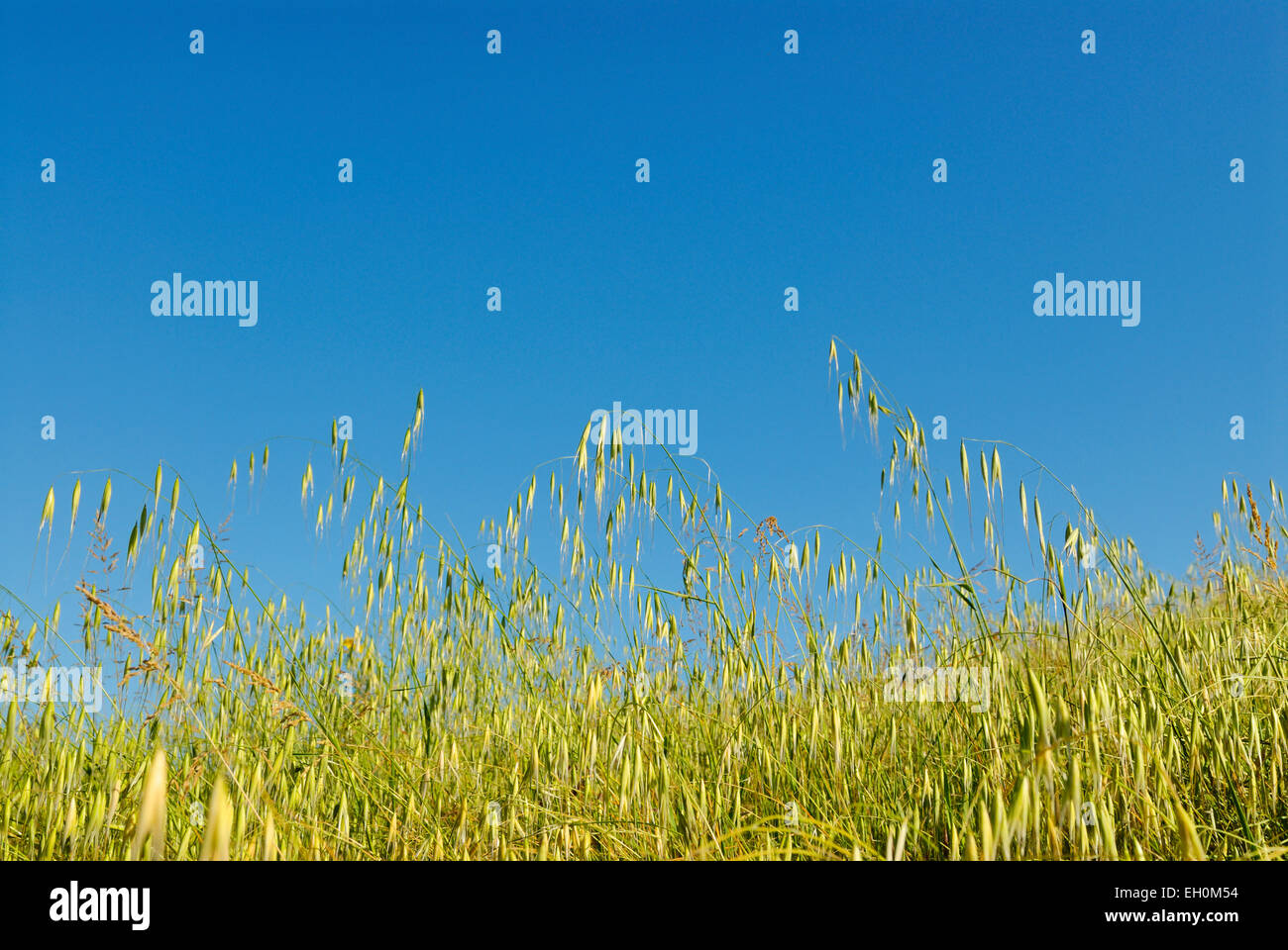 Wild oat field against blue sky Stock Photo - Alamy
