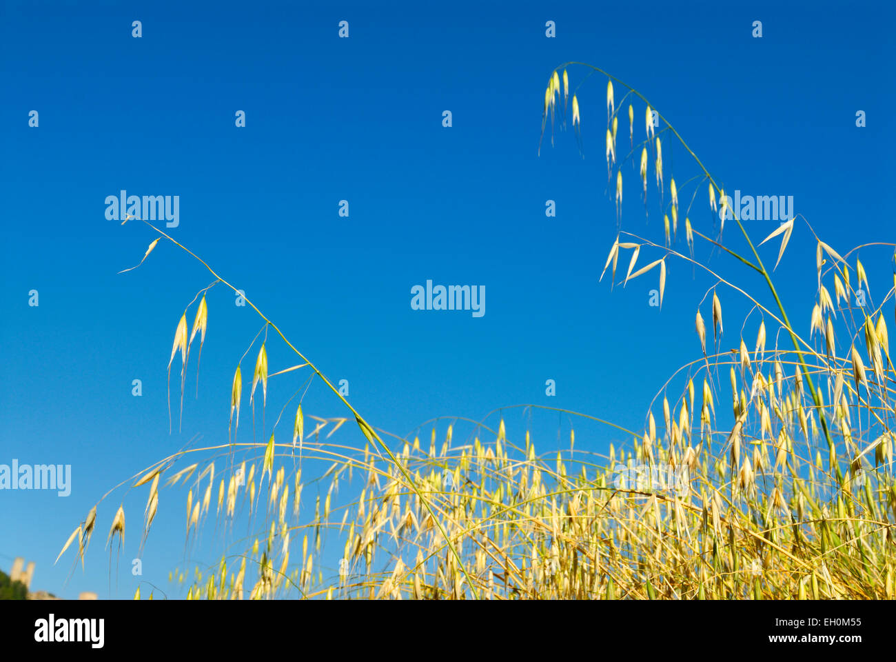 Wild oat field against blue sky Stock Photo - Alamy