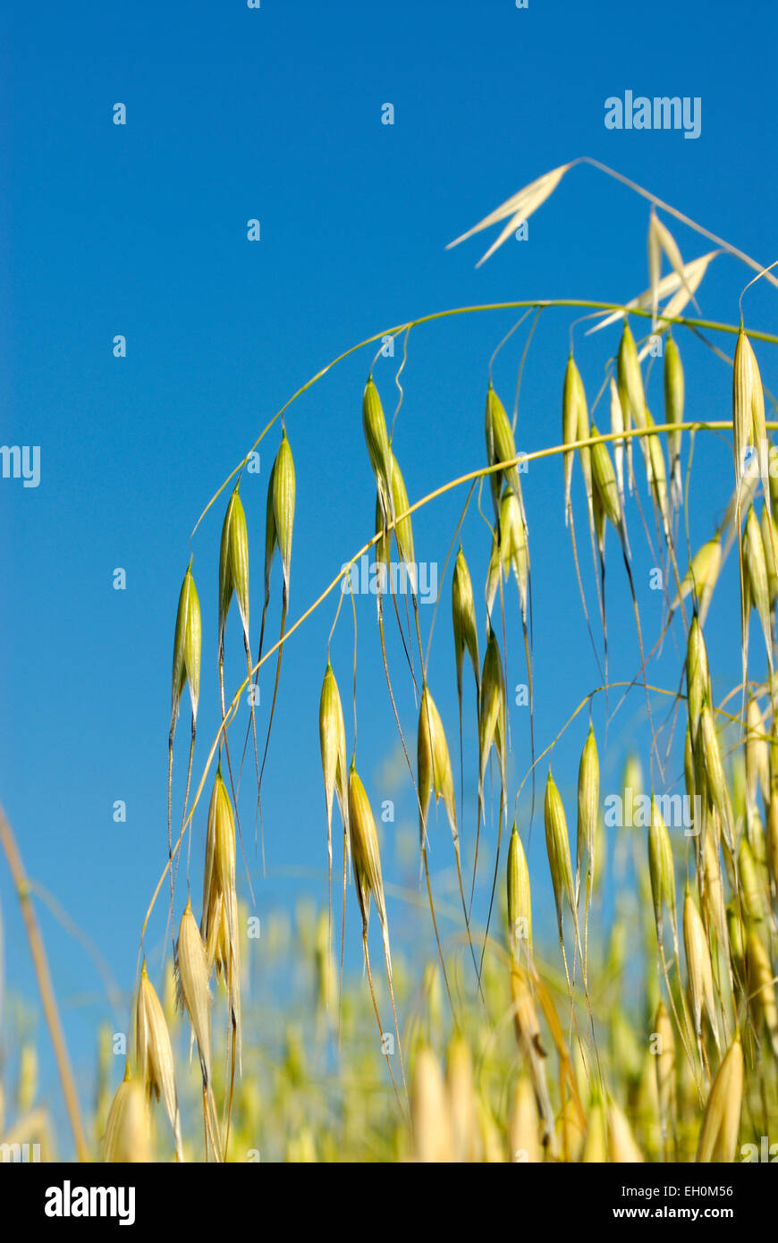 Oatfield High Resolution Stock Photography and Images - Alamy