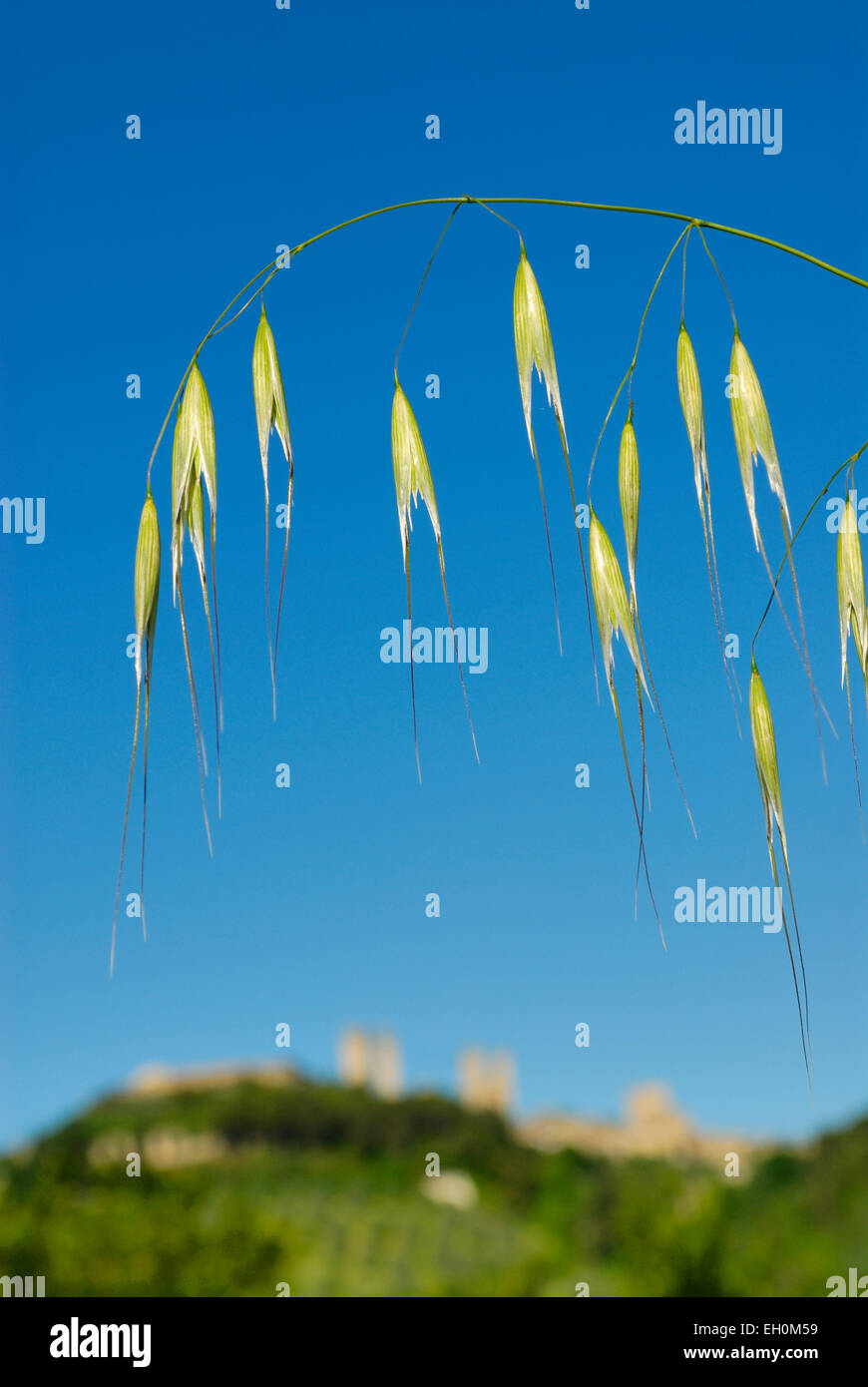 Oat plant hi-res stock photography and images - Alamy