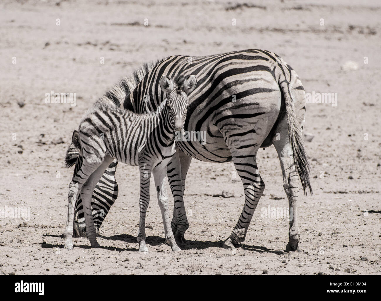 Mother and Baby Zebra Stock Photo - Alamy