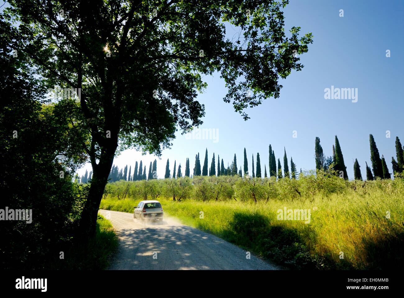 Rows of olive and cypress trees along country road, near San Gimignano ...