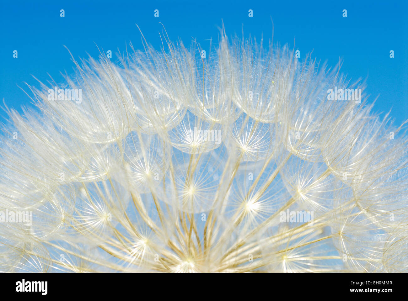 Dandelion seed hi-res stock photography and images - Alamy