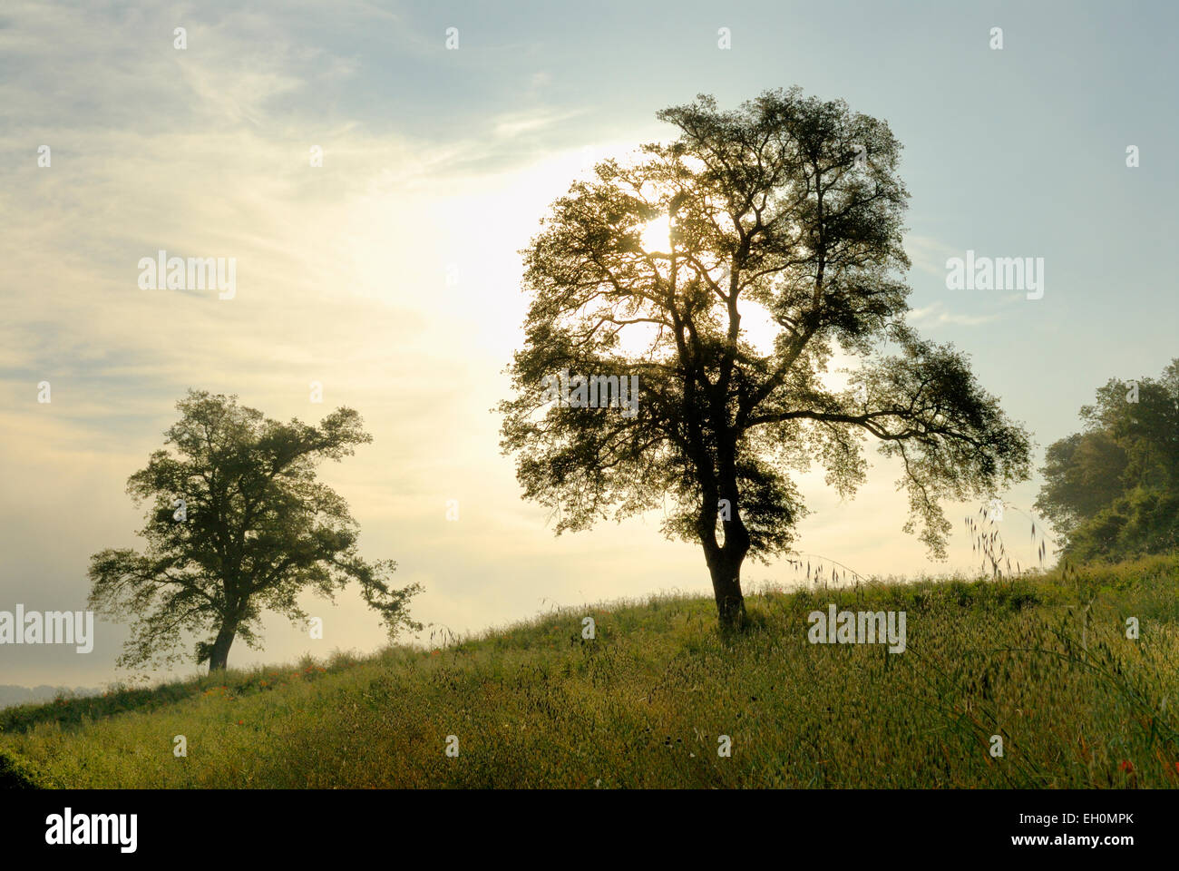 Standing in tree crown hi-res stock photography and images - Alamy