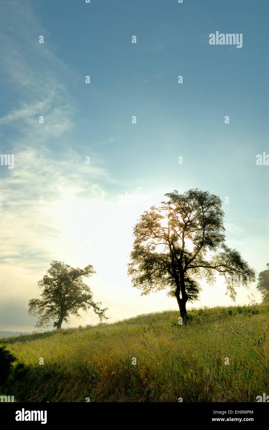 Solitary tree standing in a field at sunset Stock Photo - Alamy