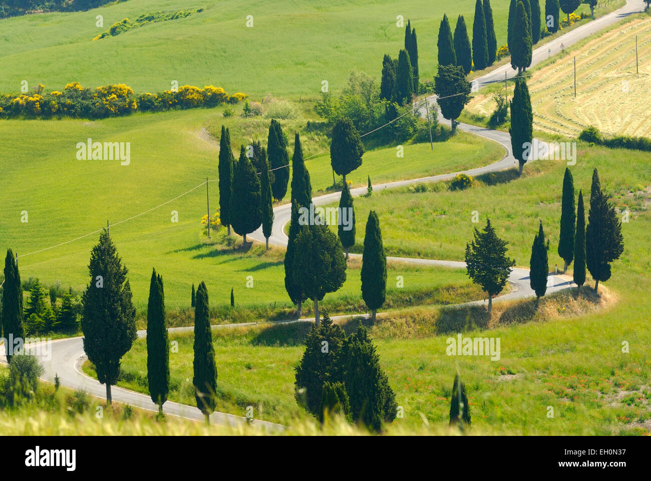 Cypress trees along winding rural road at Monticchiello, Tuscany, Italy ...