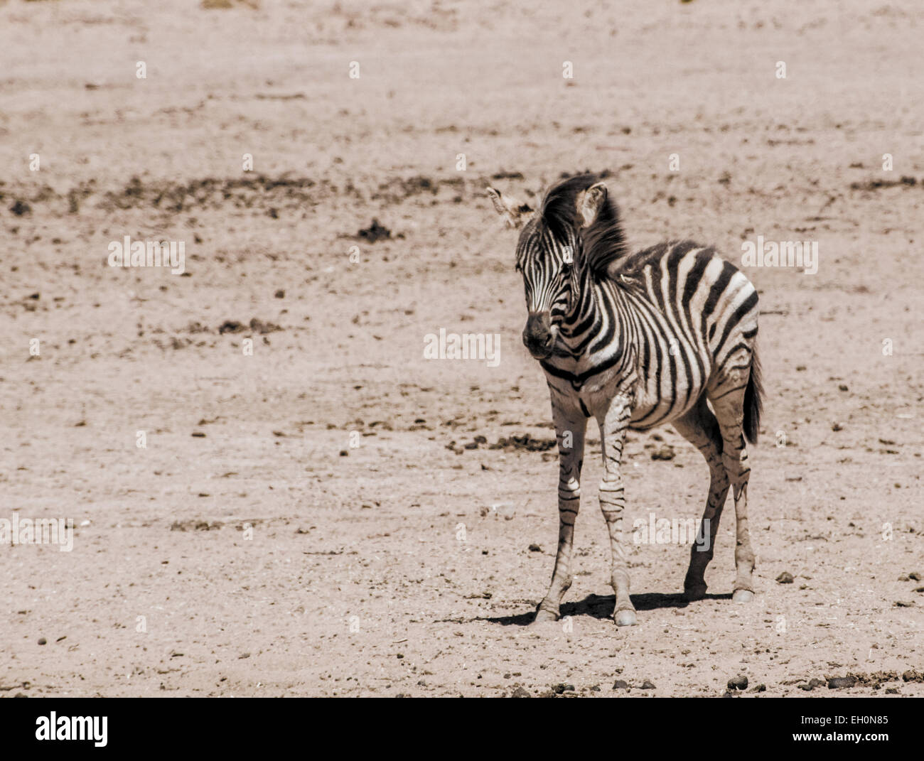 Baby Zebra in the Wind Stock Photo - Alamy