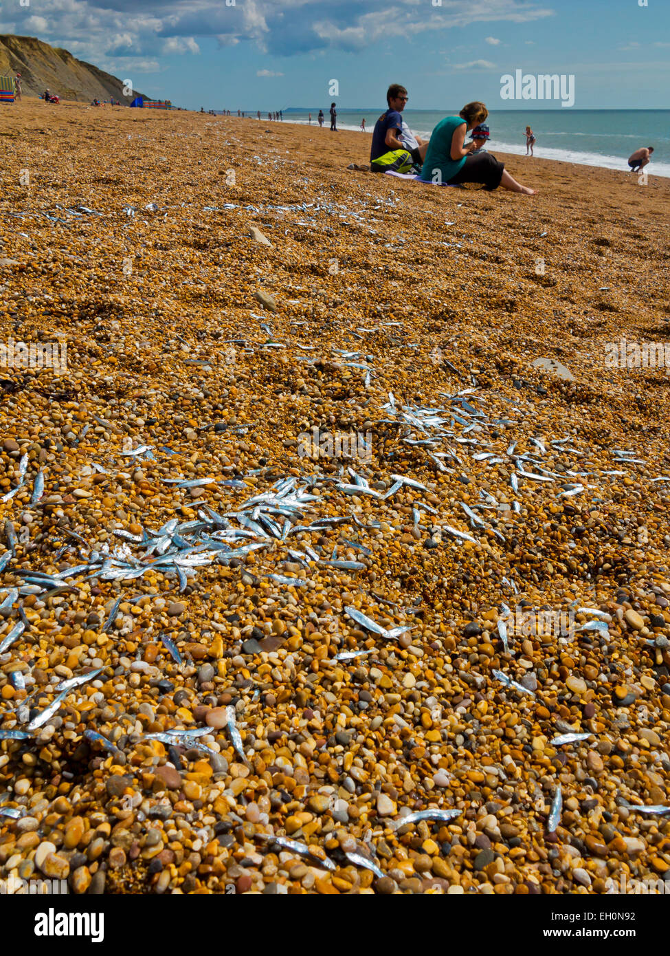 Fish washed on beach hi-res stock photography and images - Alamy