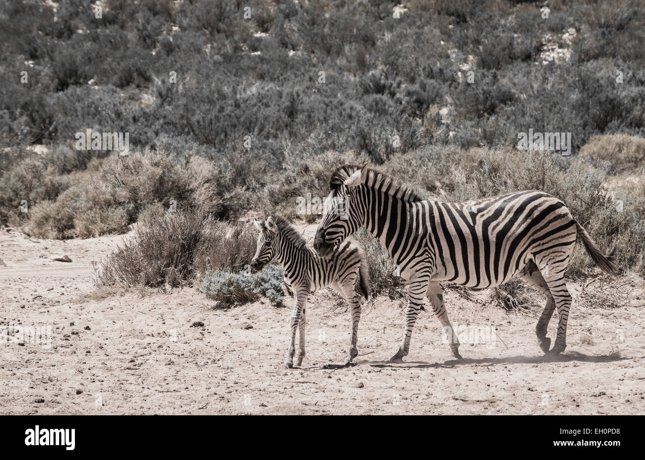 Mother and Baby Zebra Stock Photo - Alamy
