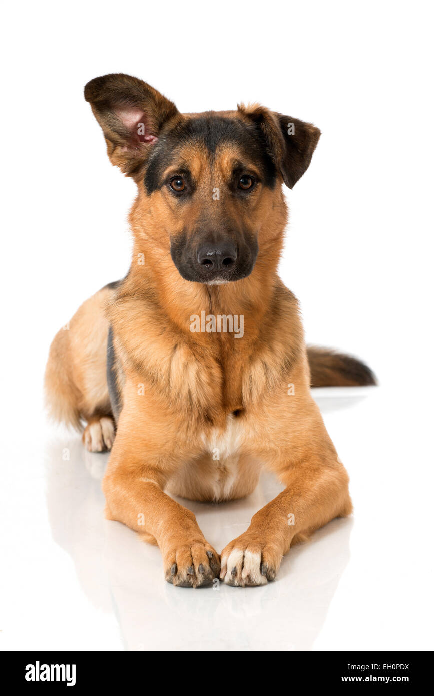 Mixed breed dog isolated on white Stock Photo - Alamy