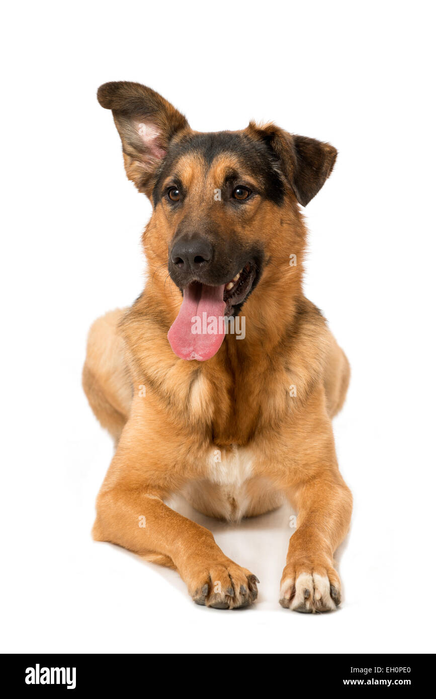 Mixed breed dog isolated on white Stock Photo - Alamy