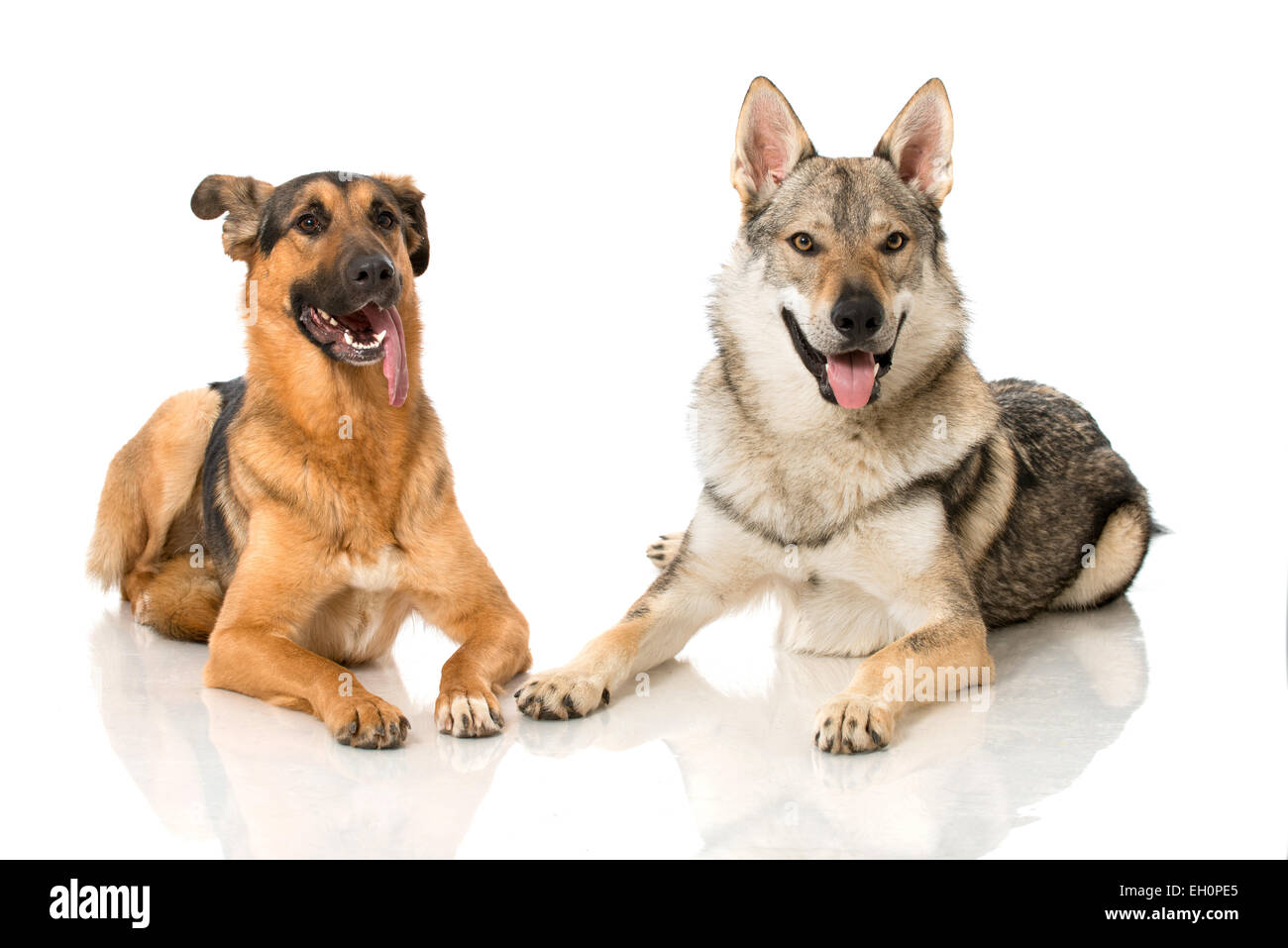 Two dogs isolated on white Stock Photo - Alamy